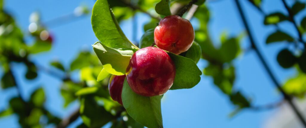 Kun je uit een kersenpit ook een kersenboom kweken?