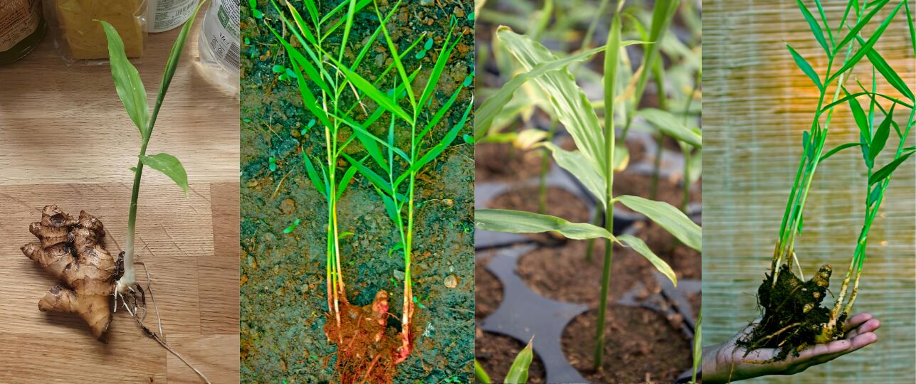Gember zelf kweken: dé test in geduld opbrengen