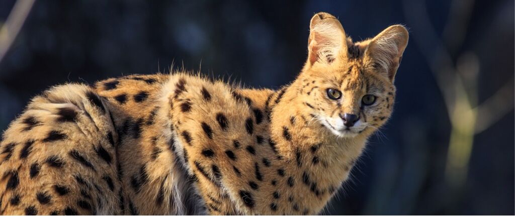 Verboden huisdieren: deze huisdieren zijn vanaf 2024 verbodenV