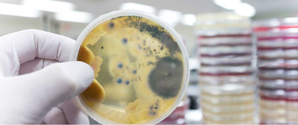 De koning als beschermheer tussen de schimmels en bacteriën