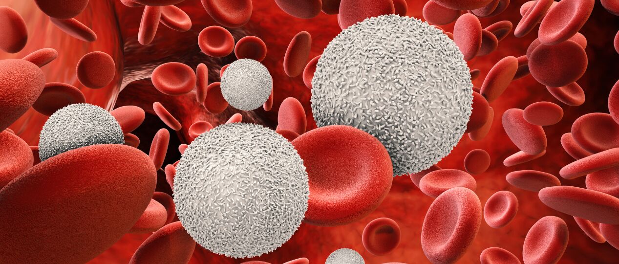 Witte en rode bloedcellen: waar heb je ze voor en wanneer tekort