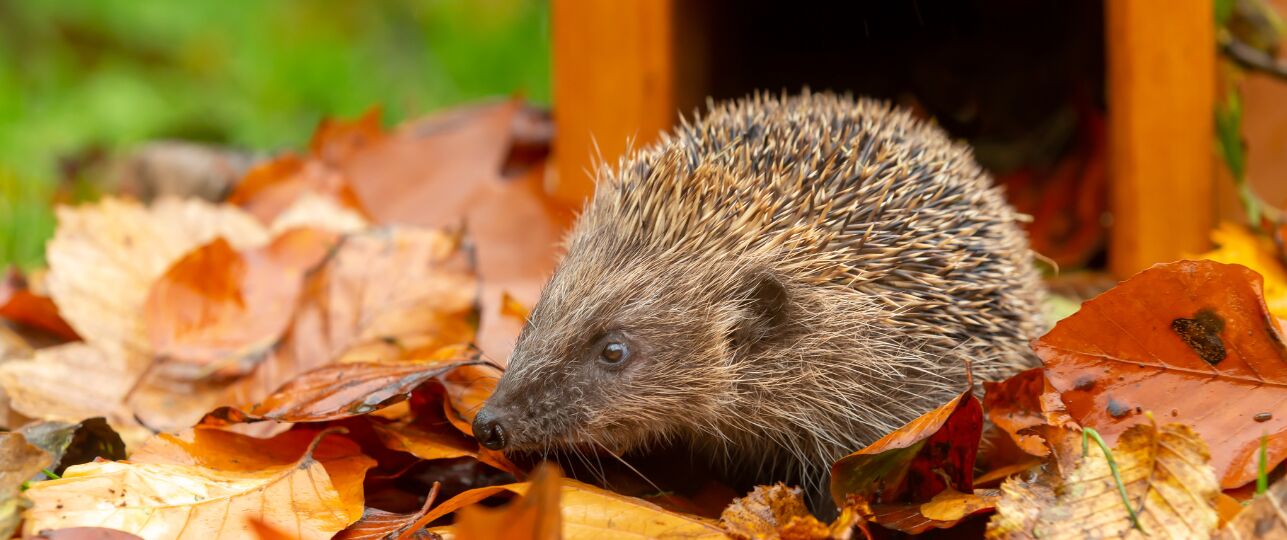 Doe zoals Máxima en geef ook egels een fijn thuis