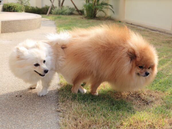 Als honden paren, zitten ze aan elkaar vast, waarom is dit?