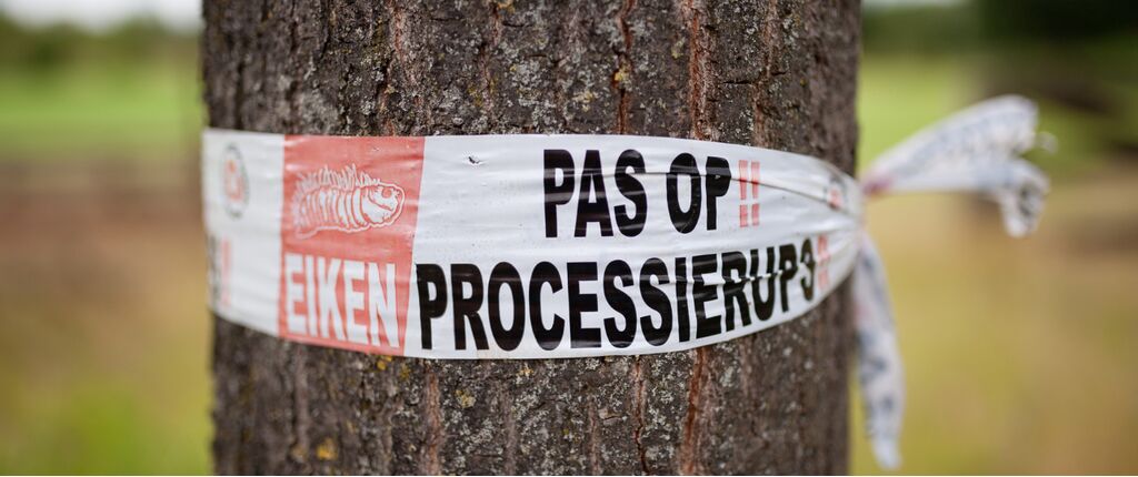 Eikenprocessierups: Wat kun je doen bij overlast en klachten?