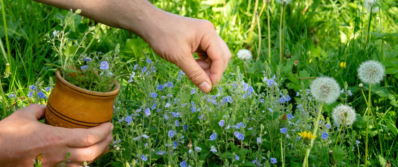 Wildplukken in de zomer: dit zijn de wildplukregels