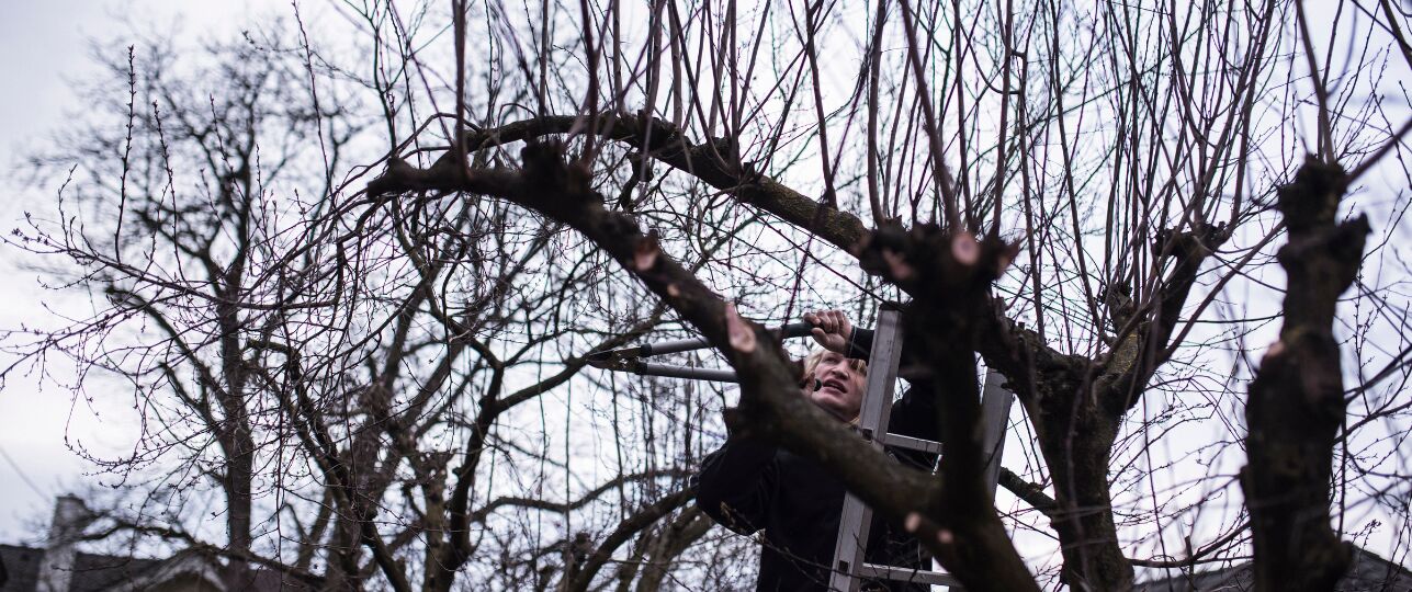 Kleine tuin? Kleine bomen, voorkom verminking van bomen