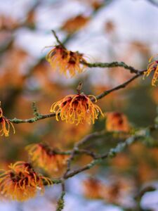 Winterbloesem: deze struiken en bomen bloeien juist in de winter