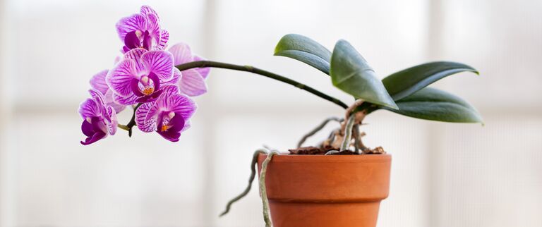 Orchidee opnieuw in bloei krijgen: Tips, bloeitijden en soorten